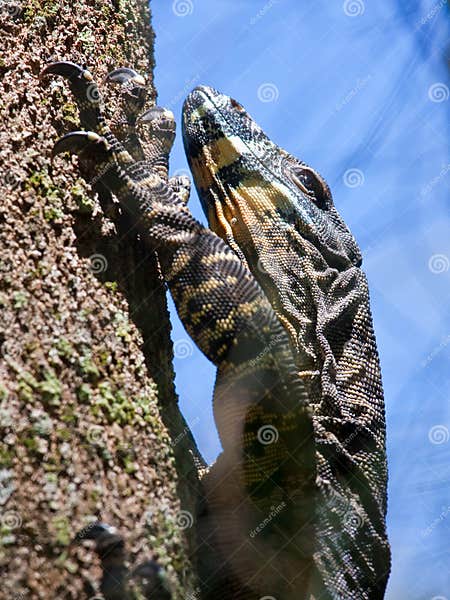 Goanna climbing a tree stock photo. Image of goanna, animals - 16511498