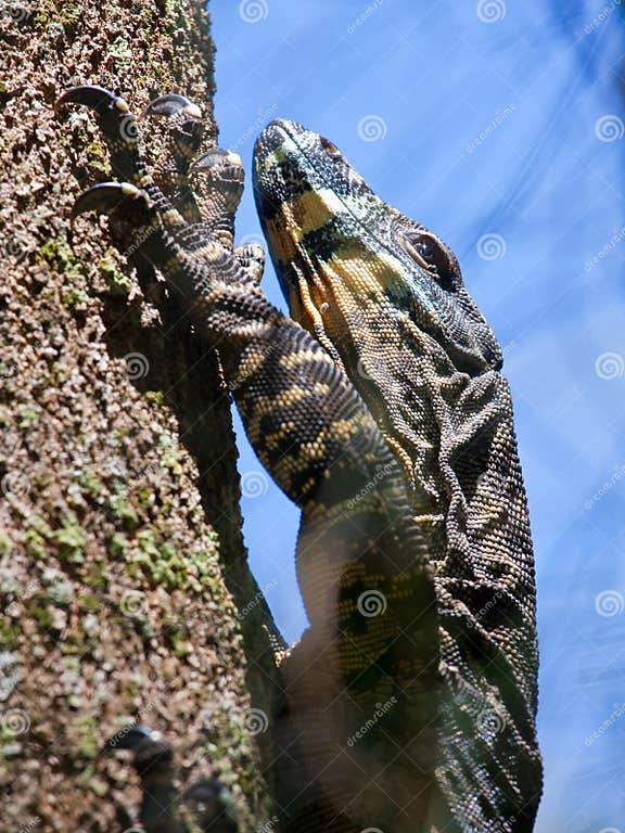 Goanna climbing a tree stock photo. Image of goanna, animals - 16511498