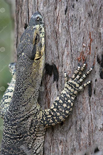 Goanna climbing tree stock image. Image of bushland, habitat - 2262159