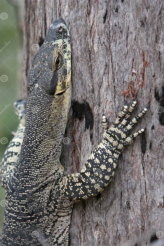 Goanna climbing tree stock image. Image of bushland, habitat - 2262159