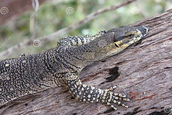 Goanna climbing tree stock photo. Image of bark, outback - 2262206