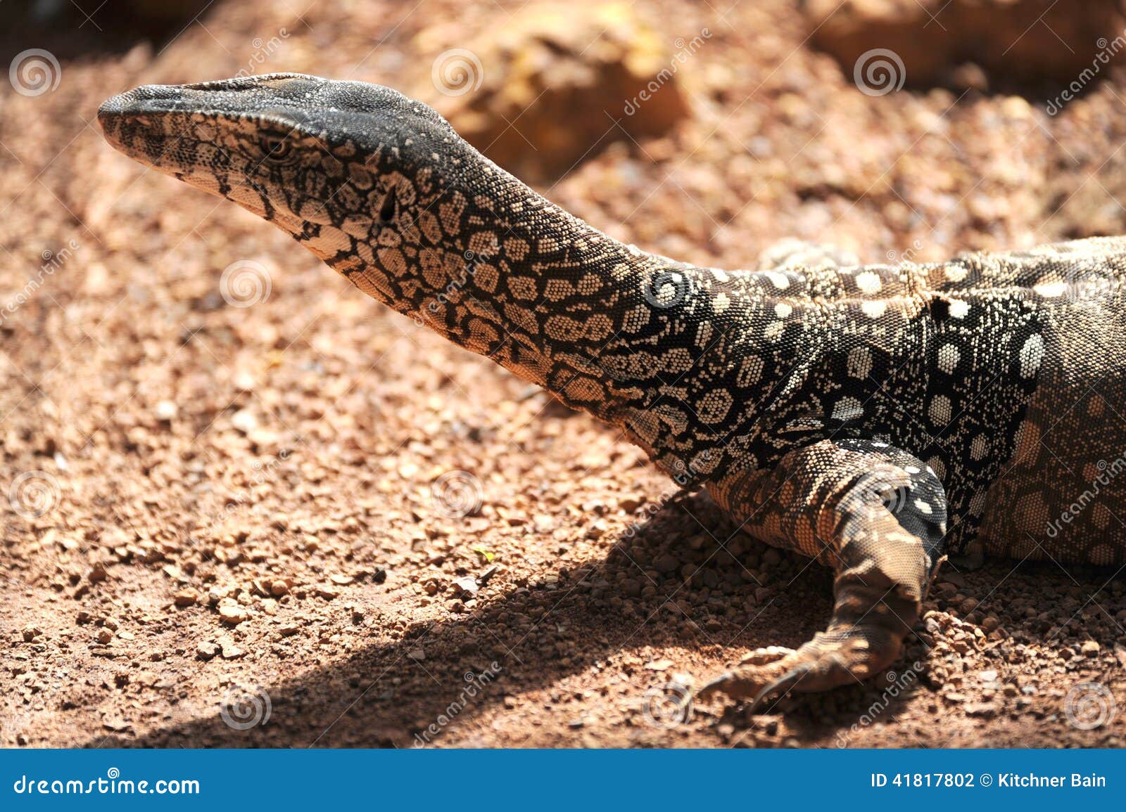 Goanna stock photo. Image of italy, predator, branch - 41817802