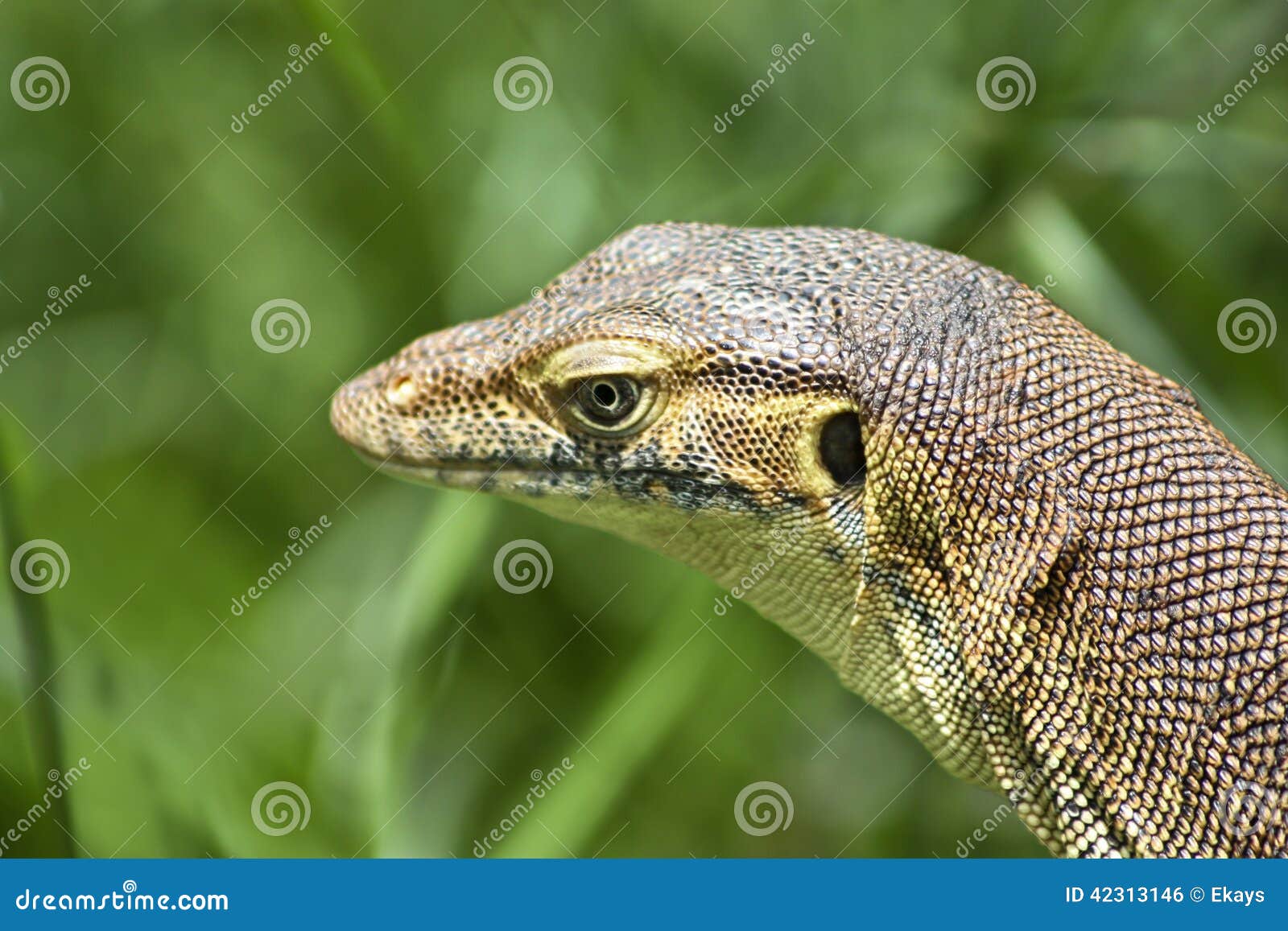 Close Up View of the Face of a Goanna Stock Photo - Image of predator ...