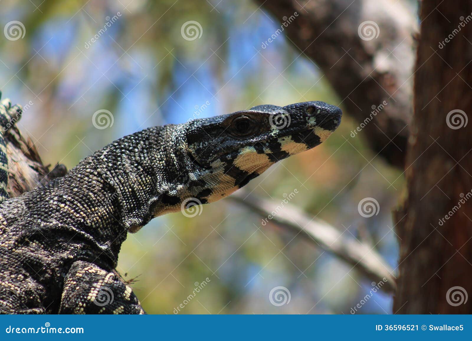 Goanna Face stock image. Image of lizard, australian - 36596521