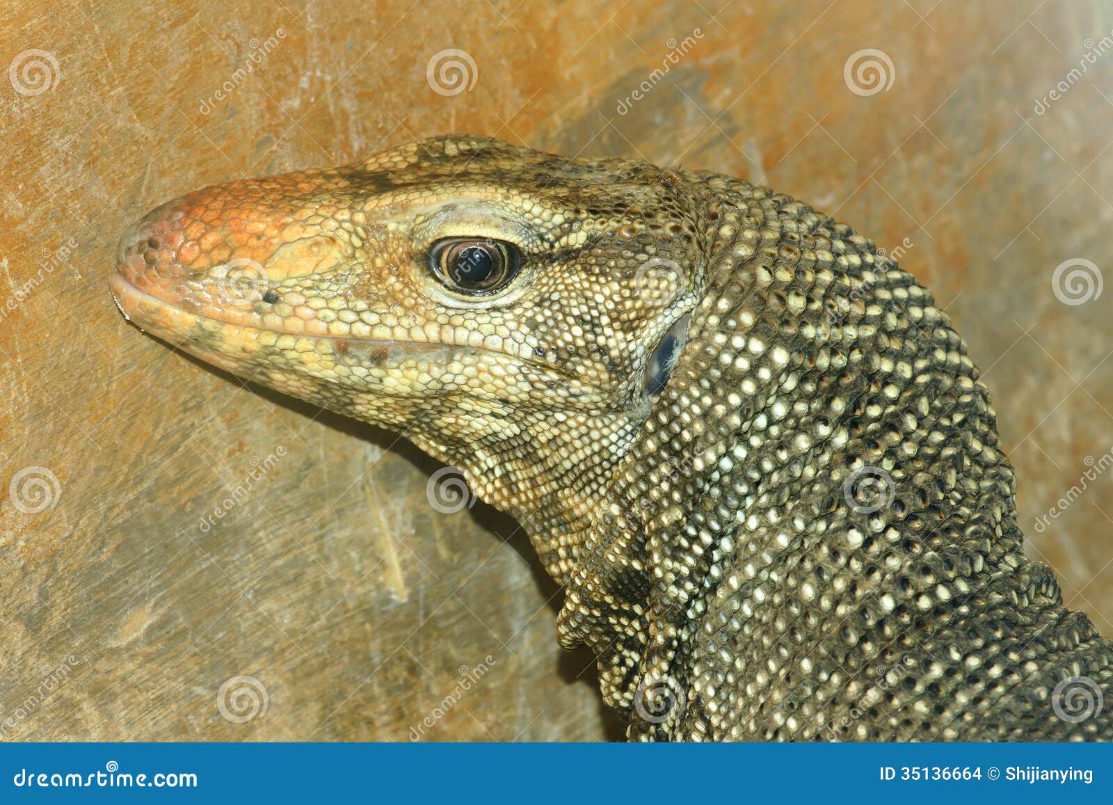 Goanna stock photo. Image of nature, scaly, lizards, wildlife - 35136664