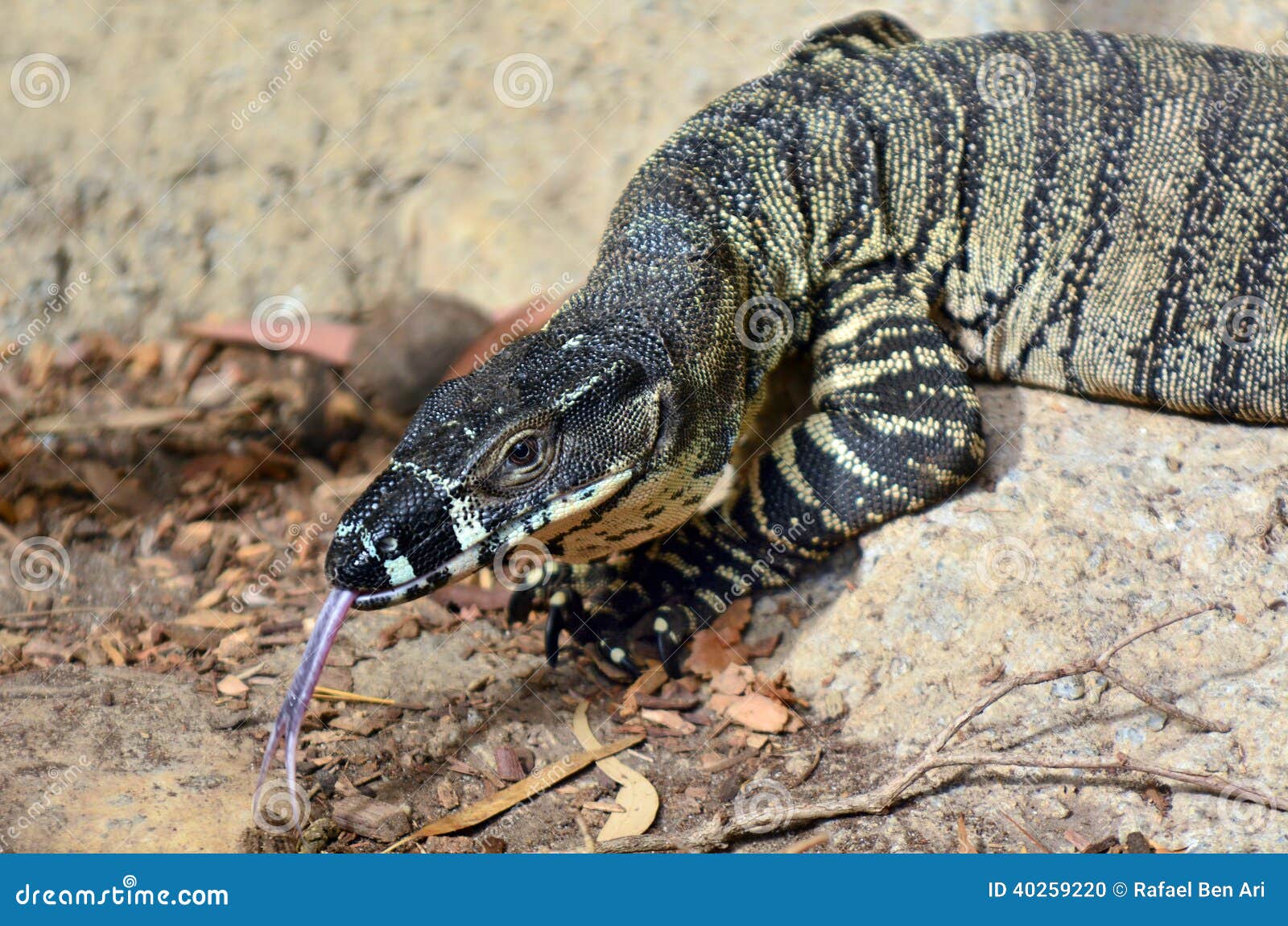 Goanna stock photo. Image of australia, dragon, asian - 40259220