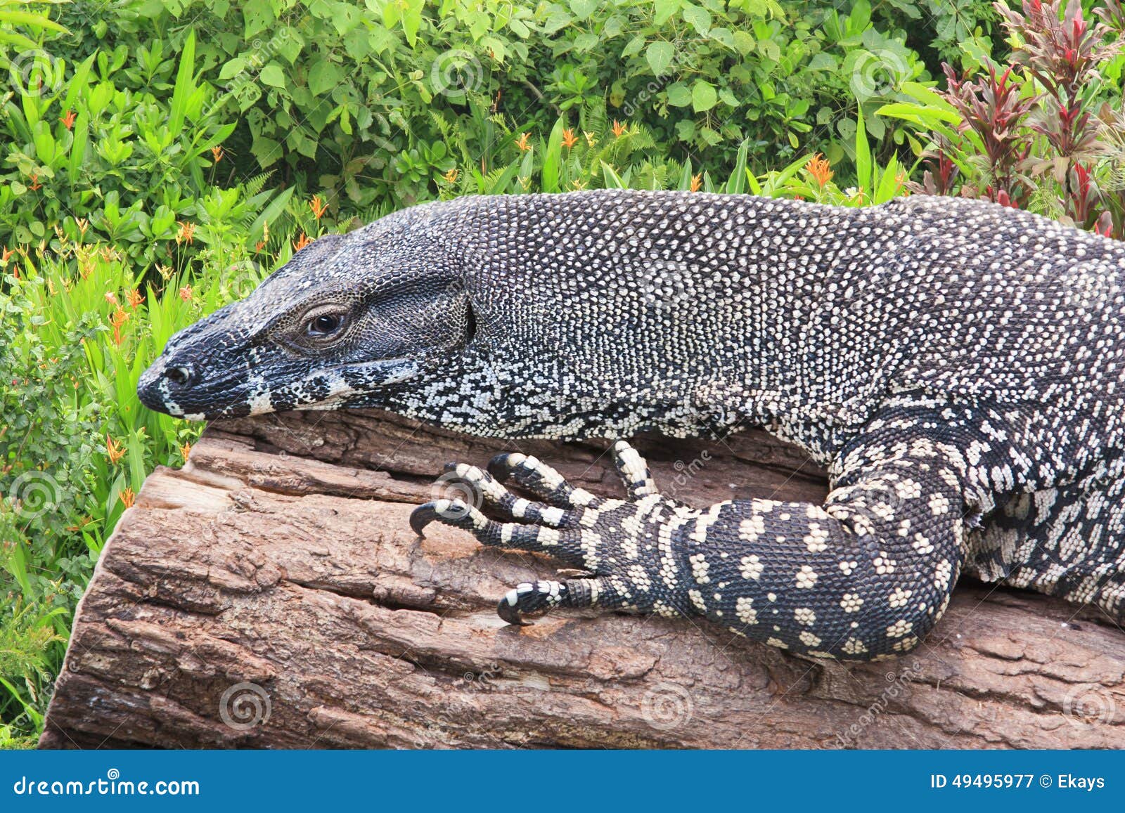 Monitor Lizards Are Large Lizards Stock Photo | CartoonDealer.com ...
