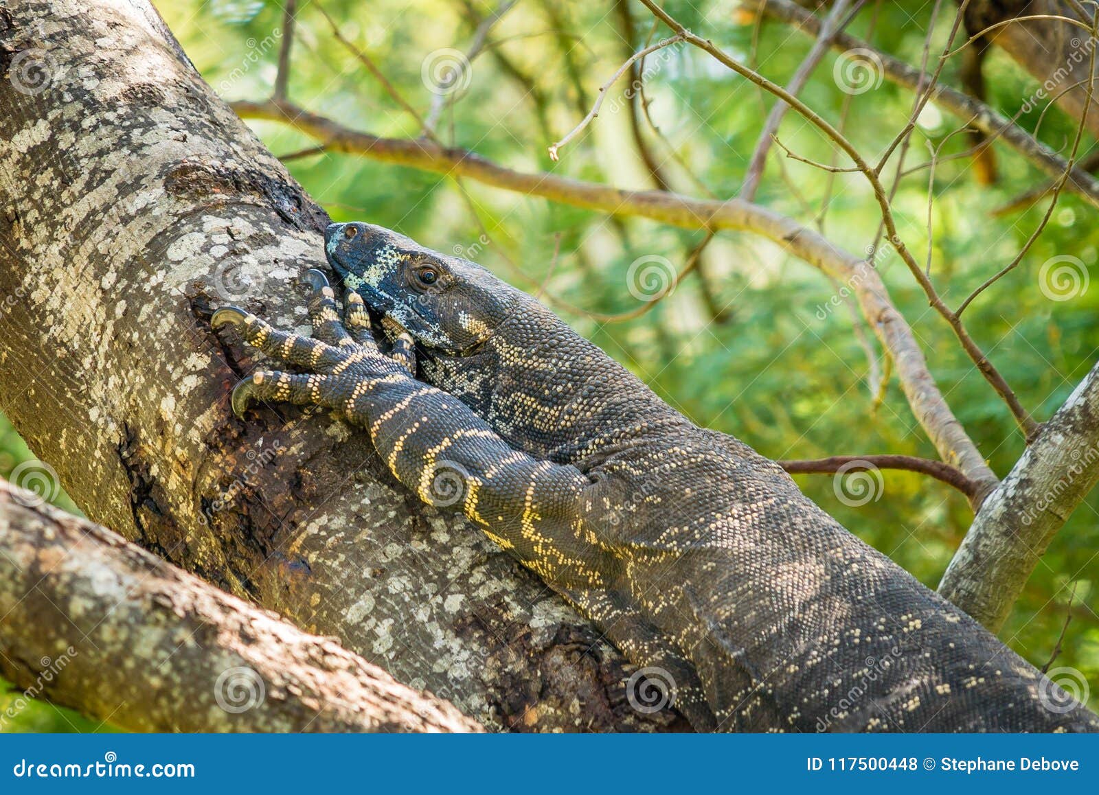 Goanna Lizard On Rock, Sydney, Australia Stock Photo | CartoonDealer ...