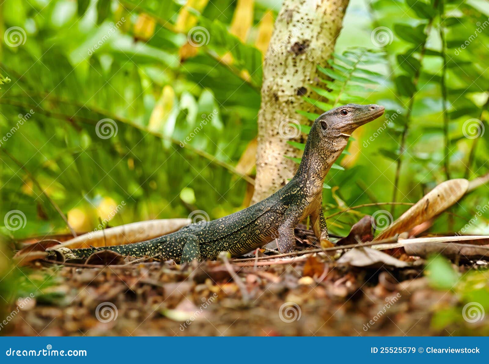 Goanna Lizard in Undergrowth Stock Image - Image of nature, varanus ...