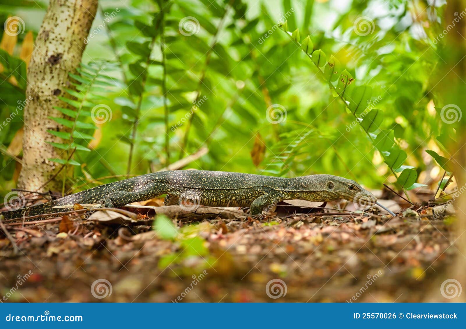 Goanna Lizard On Rock, Sydney, Australia Stock Photo | CartoonDealer ...