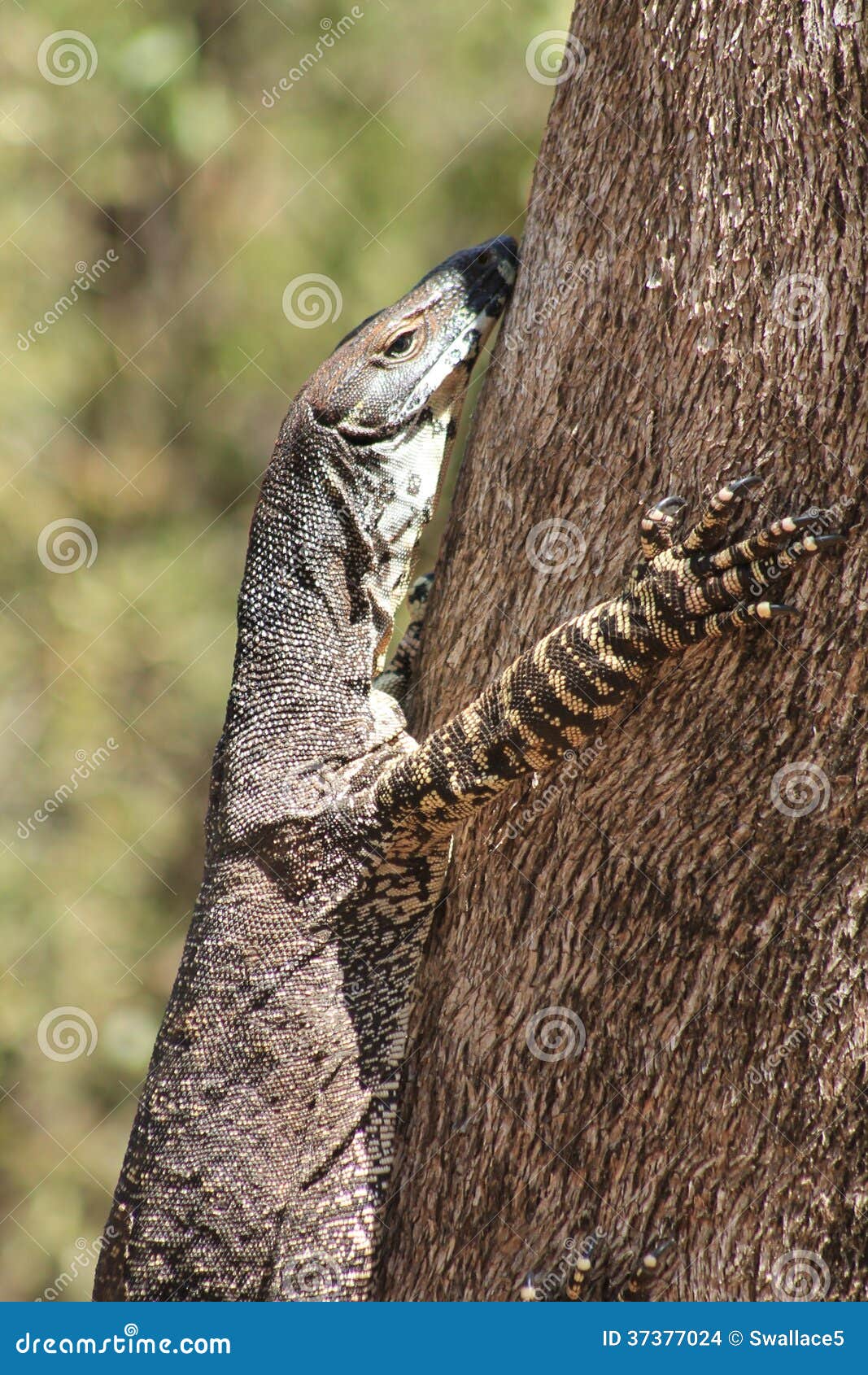 Goanna stock photo. Image of native, rural, australian - 37377024