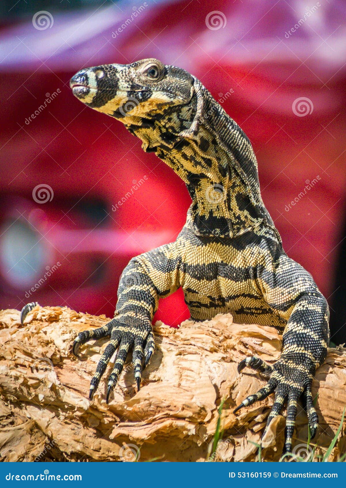 Goanna stock image. Image of native, australian, reptile - 53160159