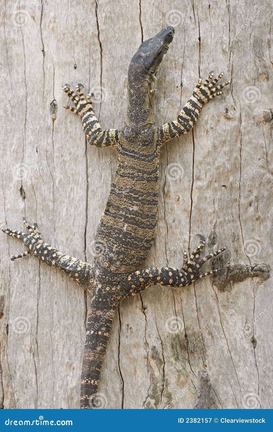 Goanna on a tree stock image. Image of lizard, goanna - 2382157
