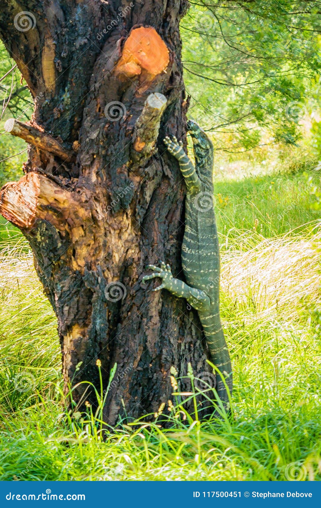 Goanna on a Tree in Victoria, Australia Stock Image - Image of travel ...
