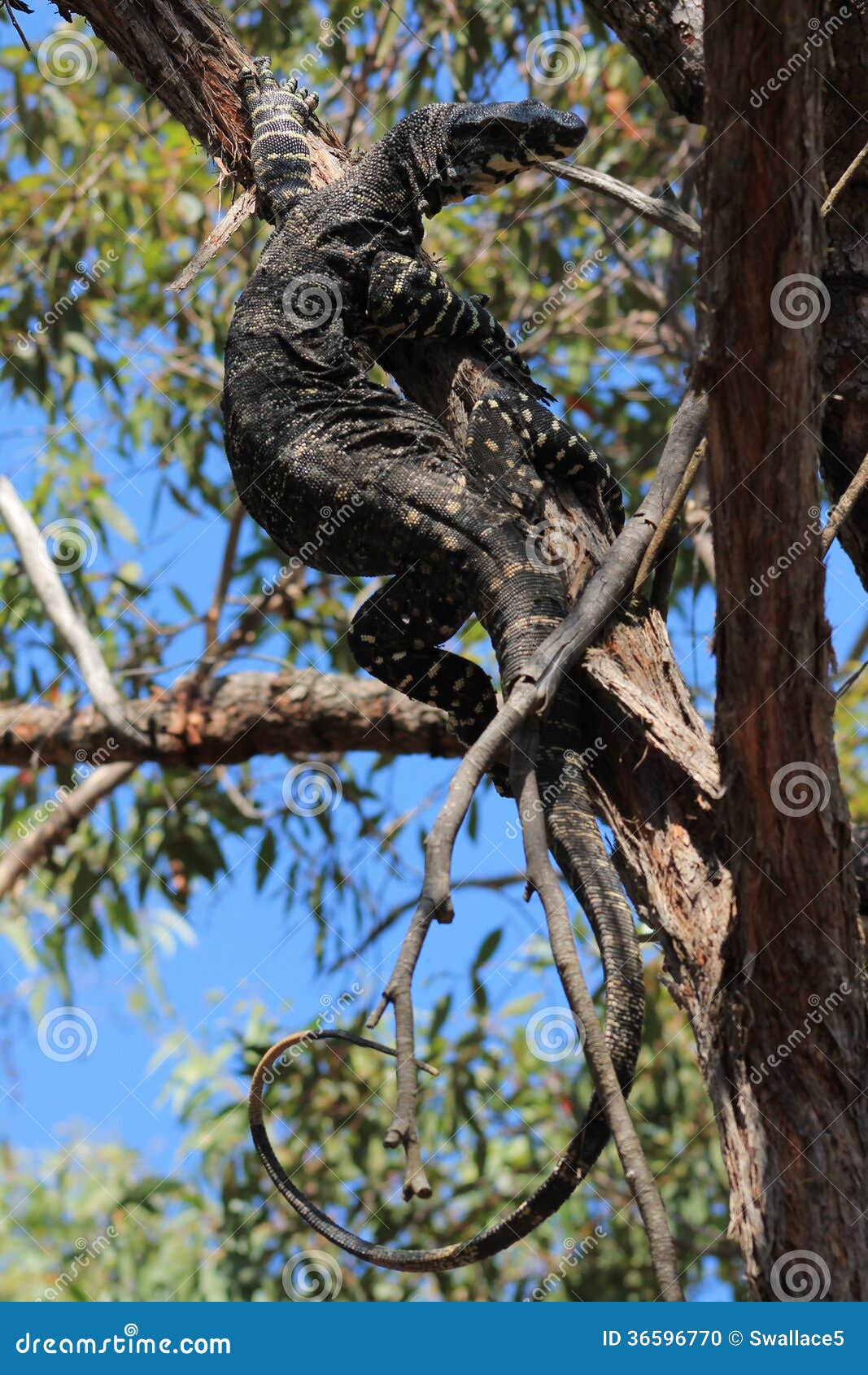 Goanna up a tree stock photo. Image of goanna, climb - 36596770