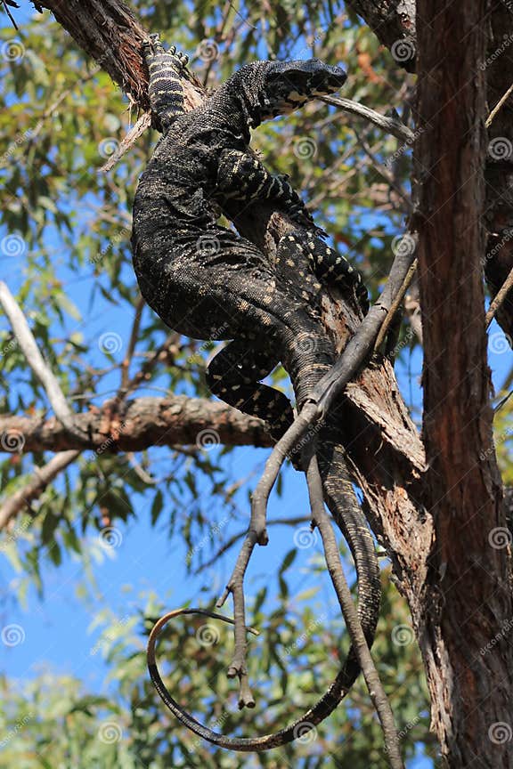 Goanna up a tree stock photo. Image of goanna, climb - 36596770