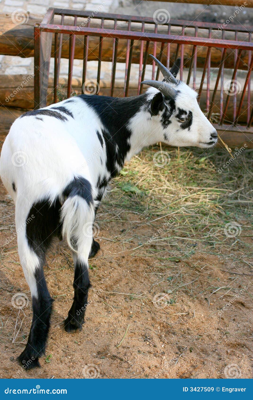 Goat 10 stock image. Image of farm, domestic, mammals - 3427509