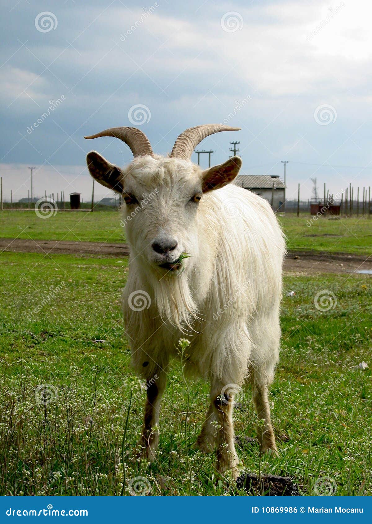 Goat stock photo. Image of tongue, horned, flowers, meat - 10869986