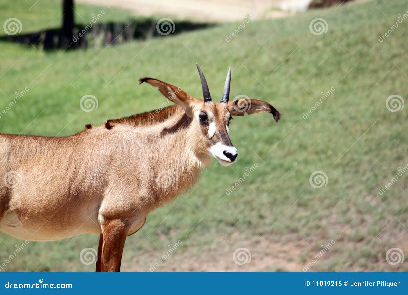 Goat stock photo. Image of mane, agriculture, farm, field - 11019216