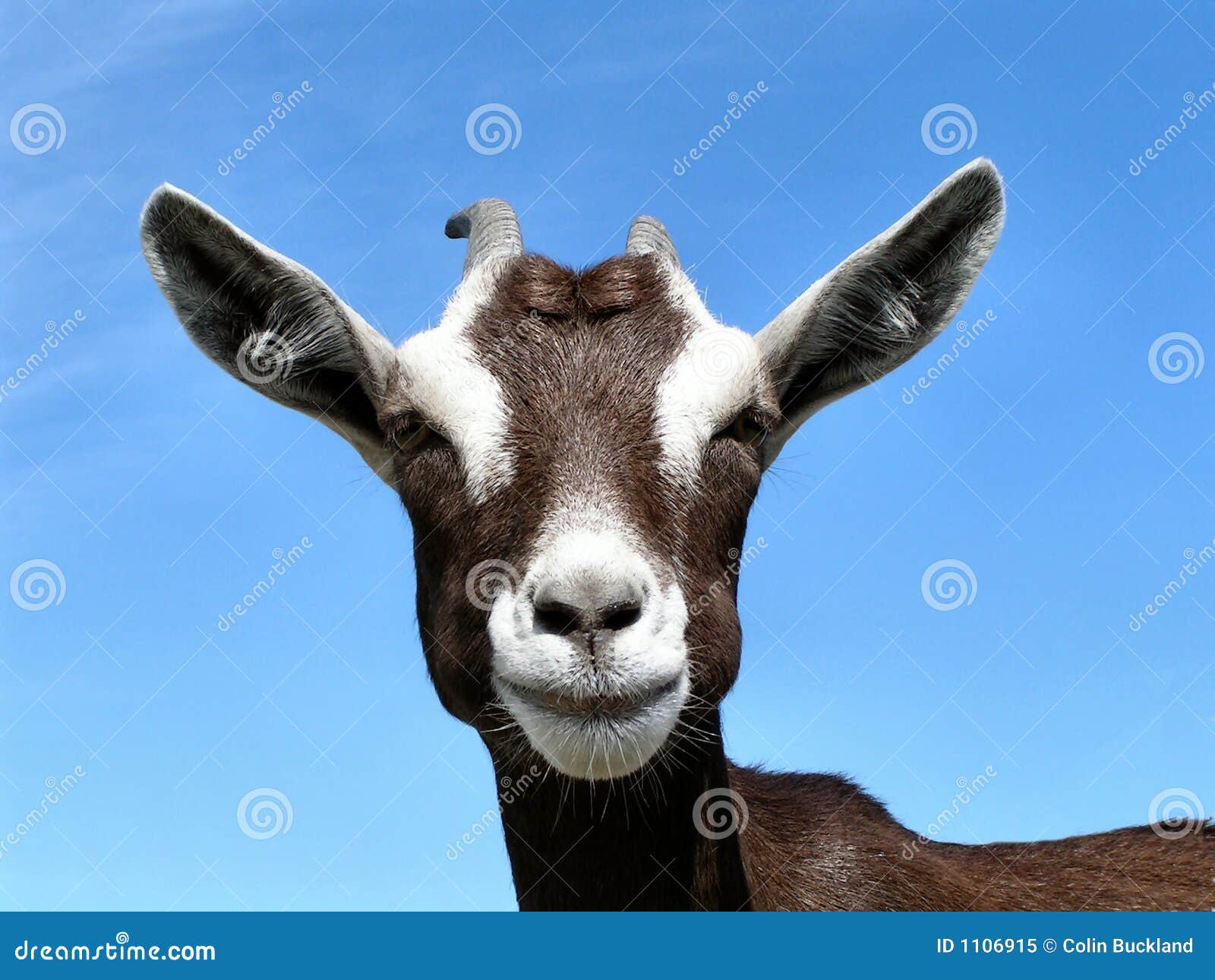 Goat stock image. Image of blue, smiling, brave, staring - 1106915