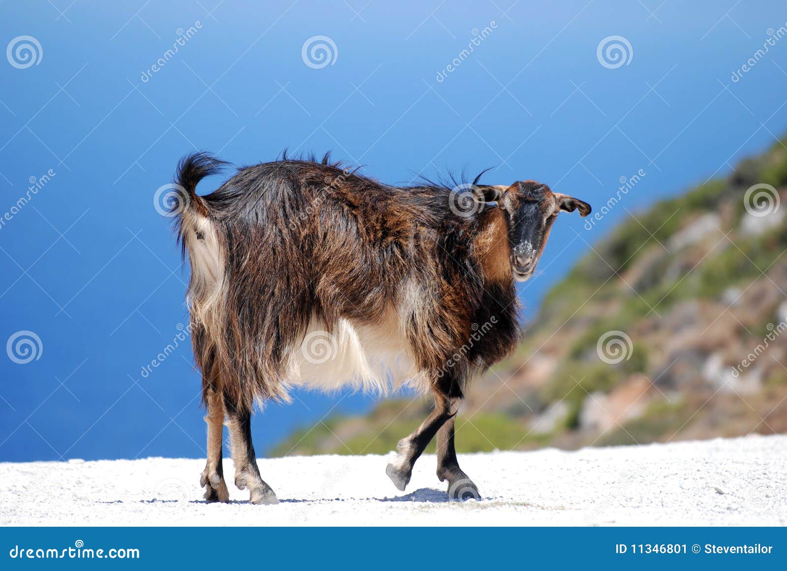 Goat stock image. Image of blue, nature, ibex, animals - 11346801