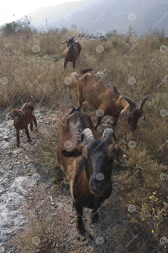 Goat stock photo. Image of shrub, wildflower, goat, mountain - 11714704