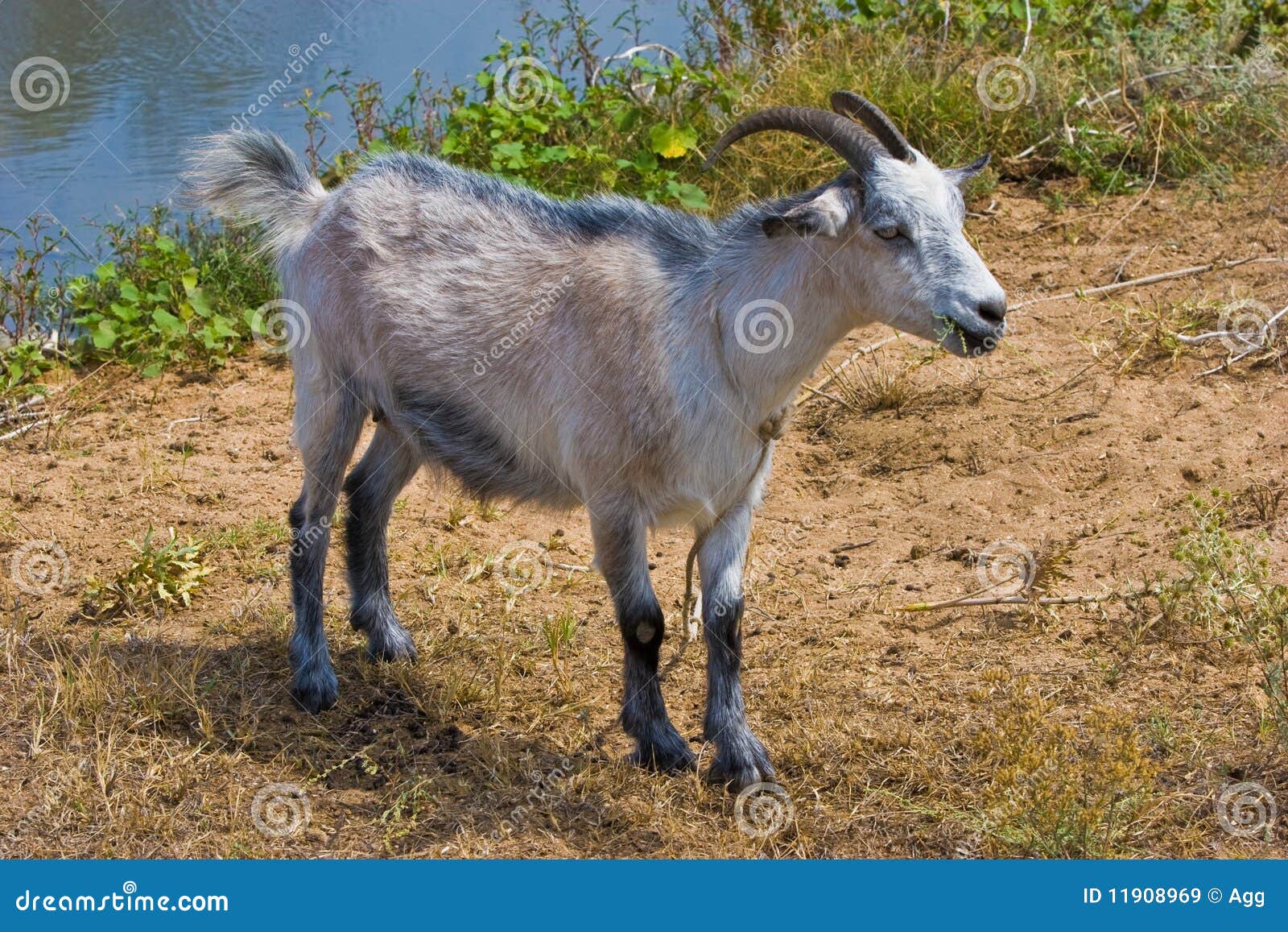 She-goat stock image. Image of farming, goat, nature - 11908969