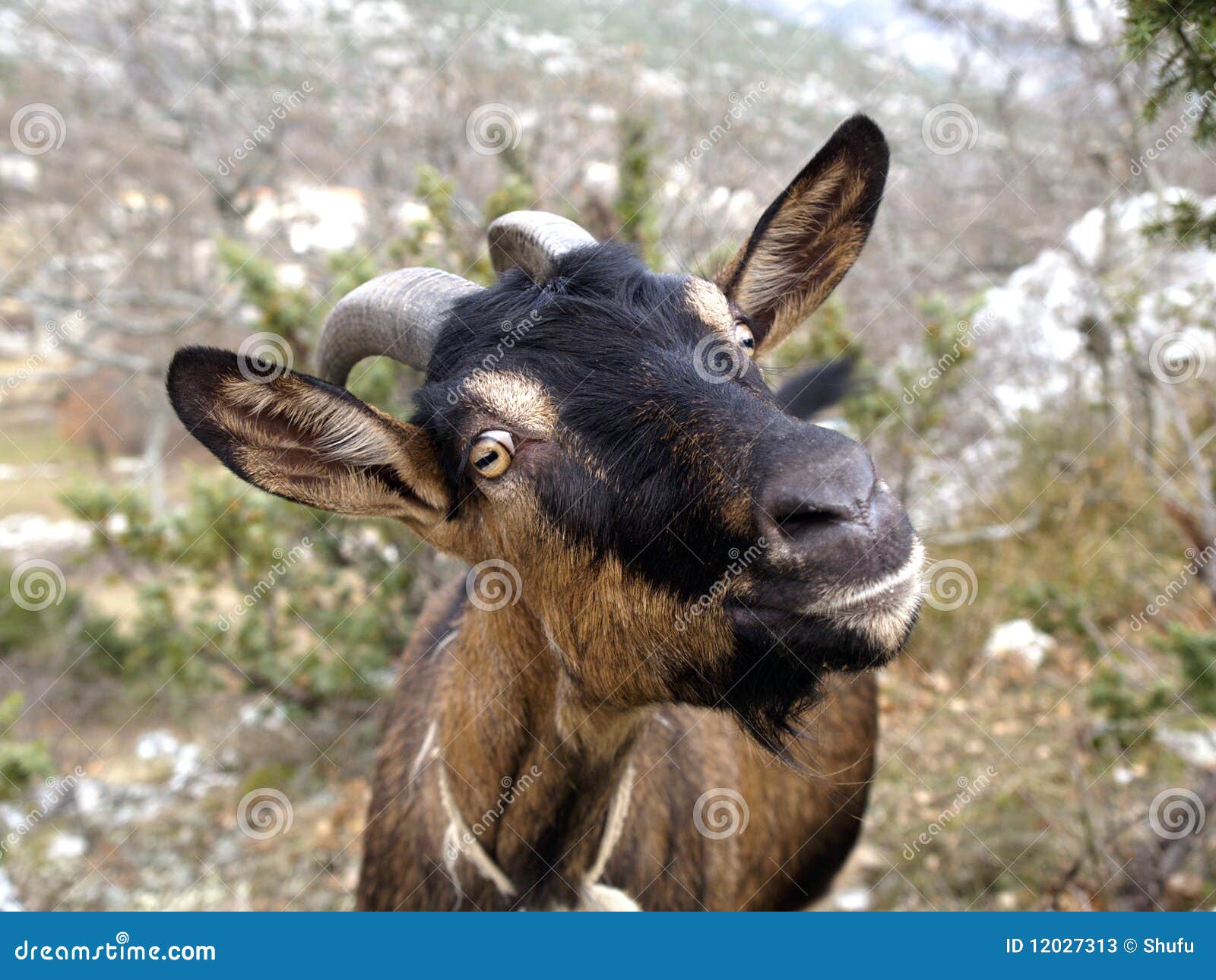 Goat stock image. Image of farm, nature, mammal, animal - 12027313