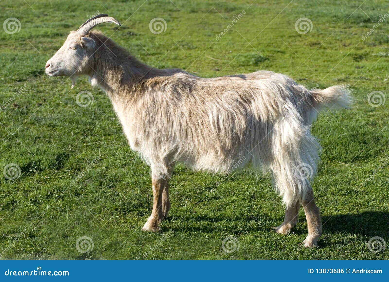 Goat stock photo. Image of farm, green, goat, farming - 13873686