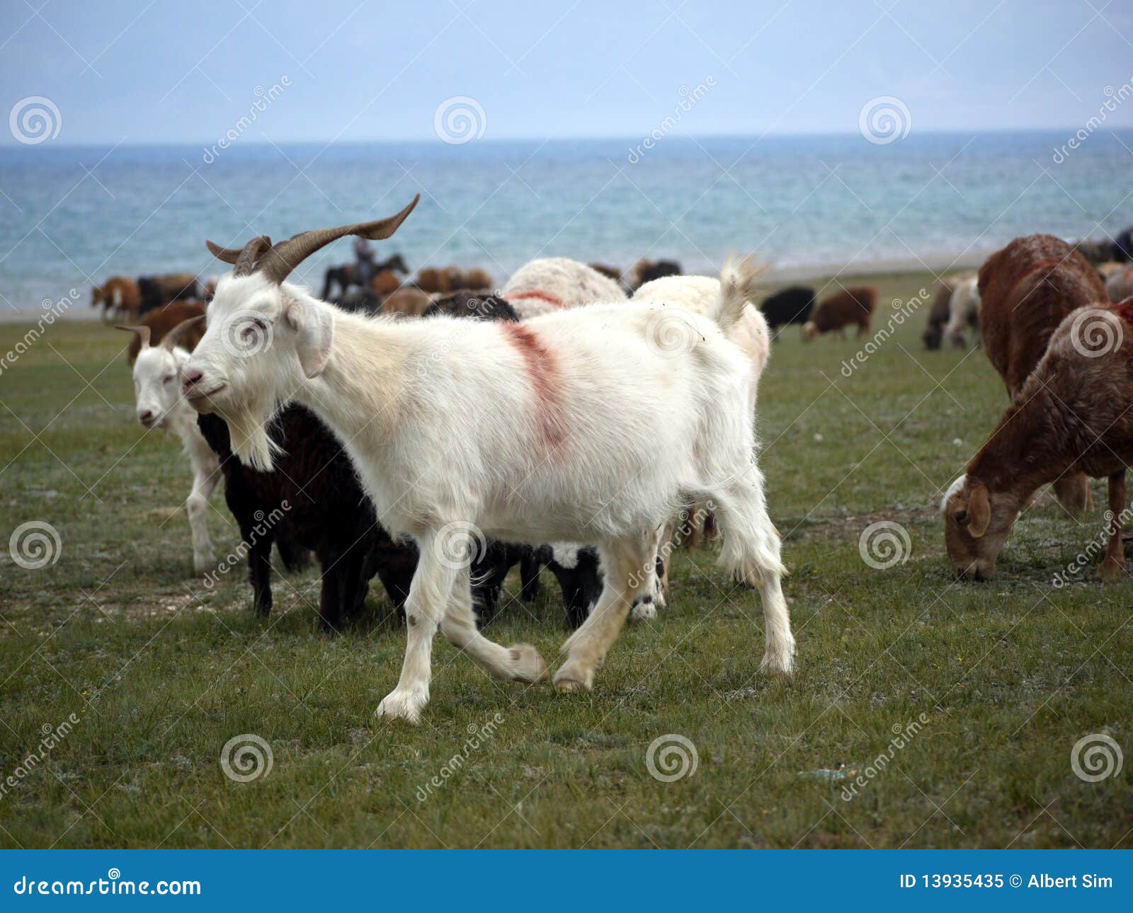 394 Goat Moving Stock Photos - Free & Royalty-Free Stock Photos from ...