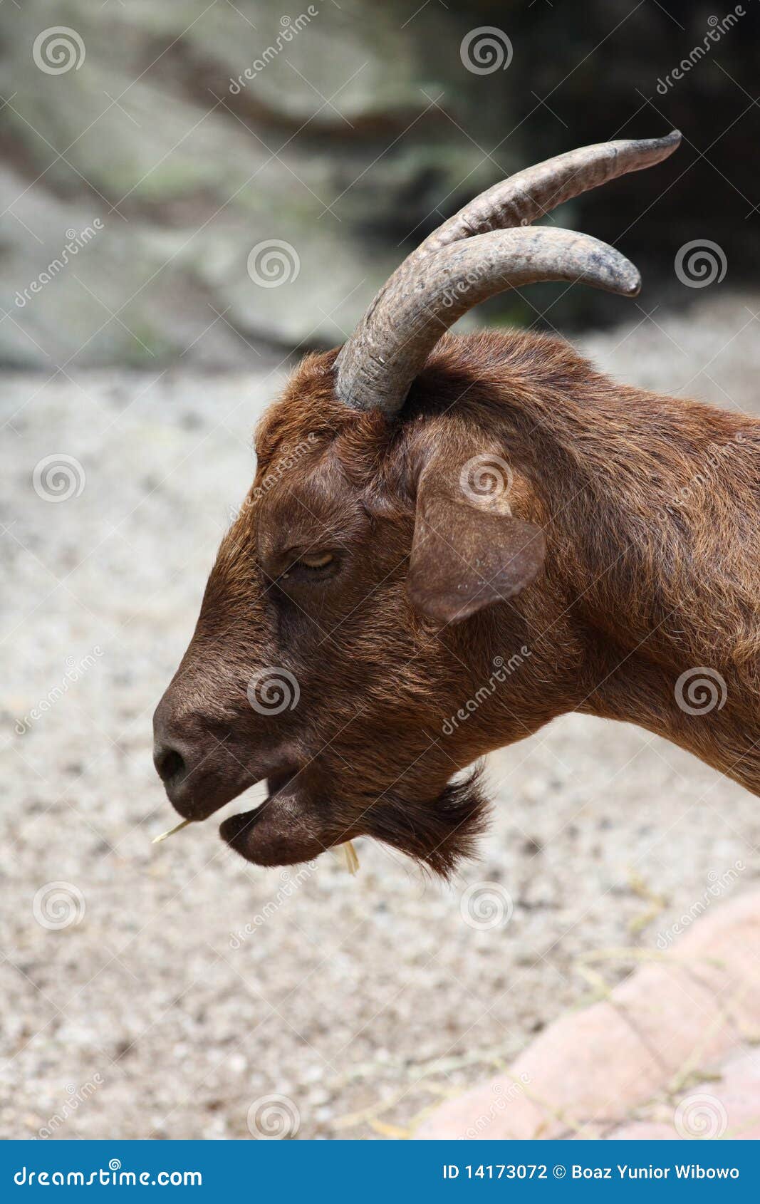 A Goat stock photo. Image of skin, southwest, sheep, goat - 14173072