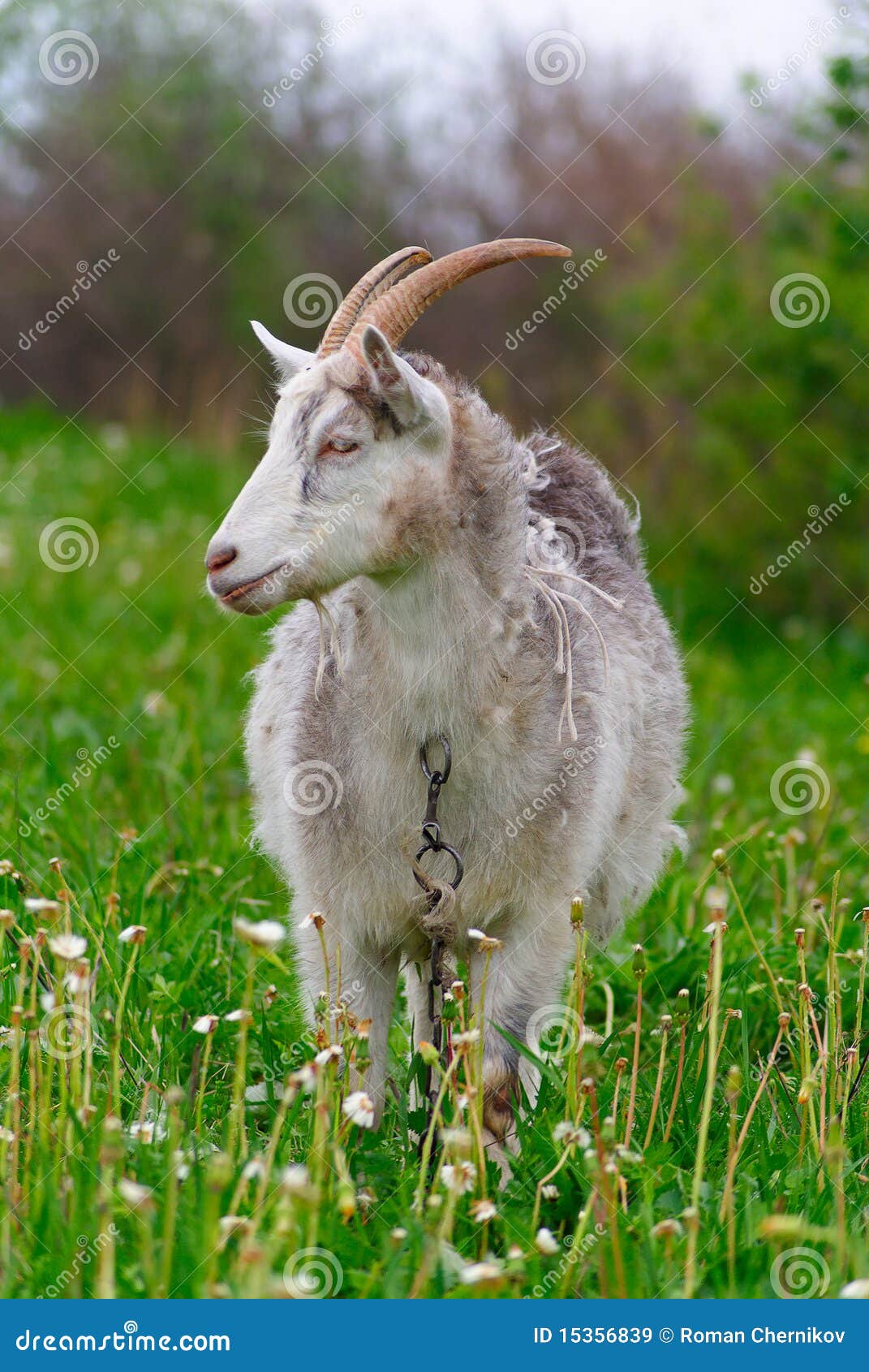 Goat stock image. Image of animals, milk, field, pasture - 15356839