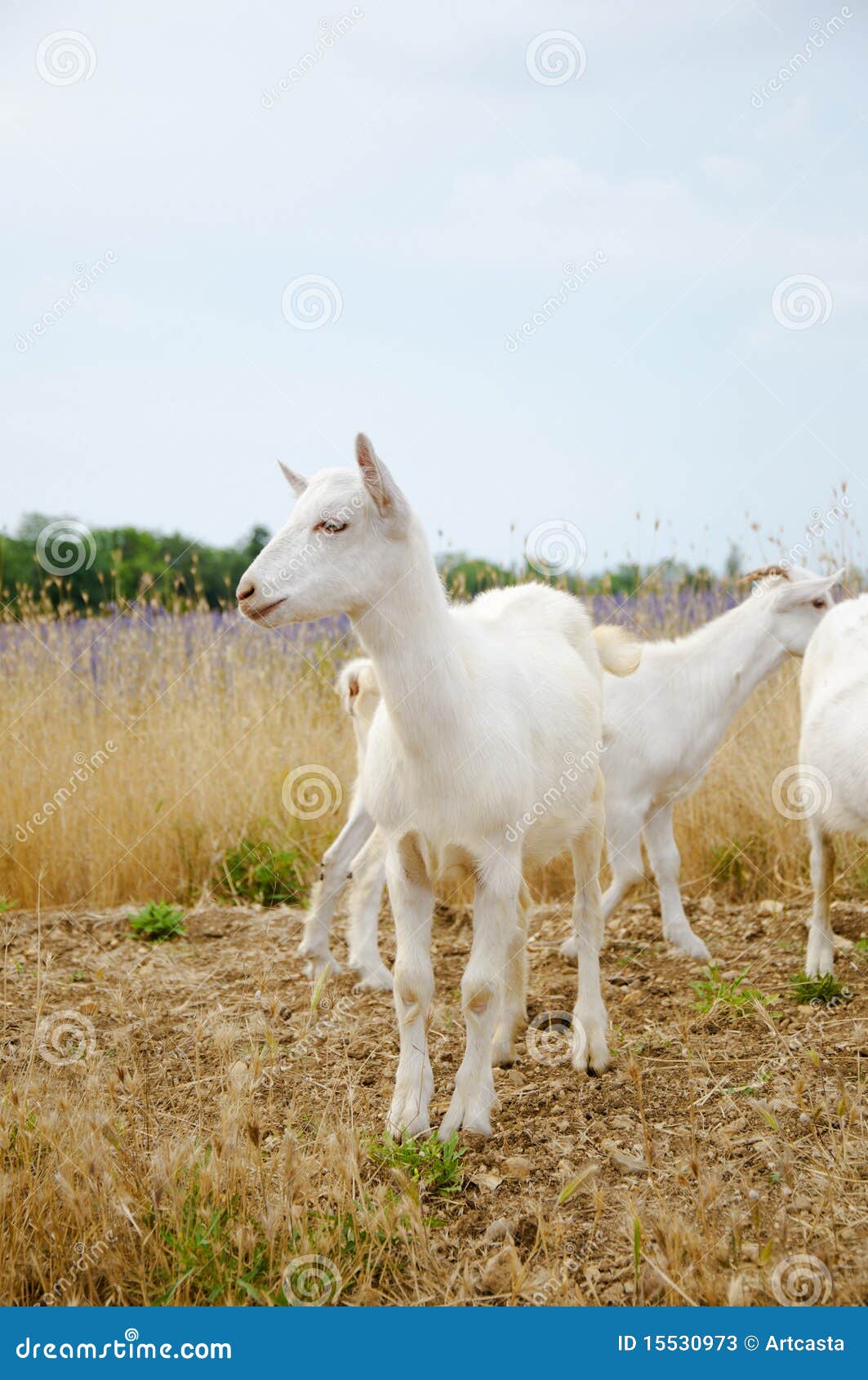 Goat stock image. Image of small, farming, yeanling, animal - 15530973