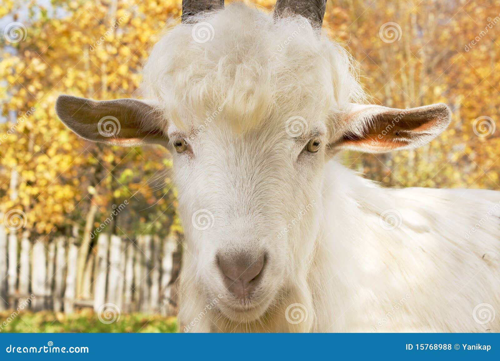 Goat stock photo. Image of single, goat, nose, conservation - 15768988