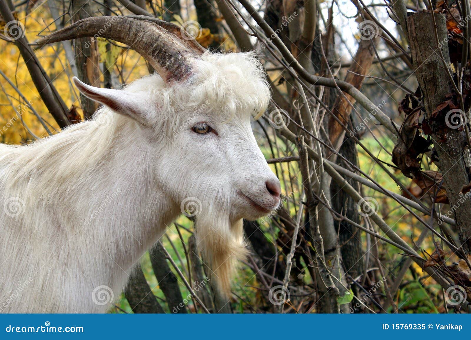 Goat stock image. Image of park, pets, single, horned - 15769335