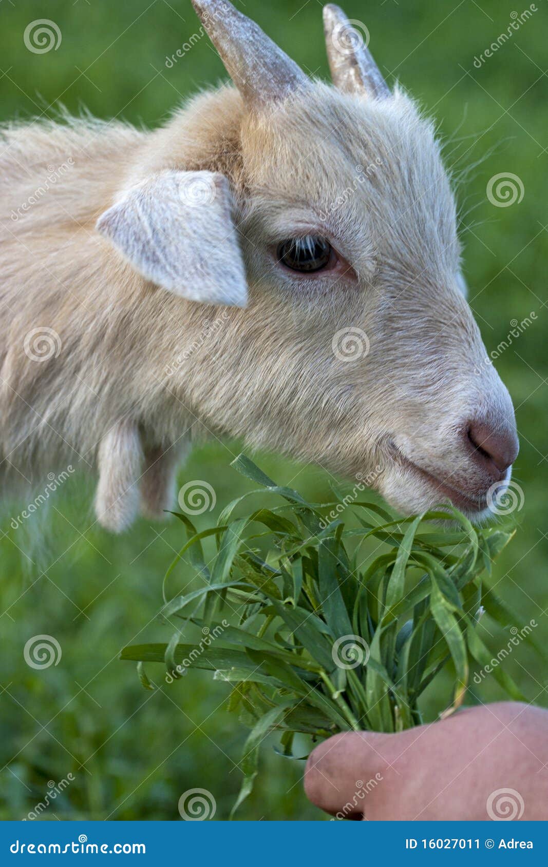 Small Goat Of Nubian Breed Stands On A Field With Green Grass, Brown ...