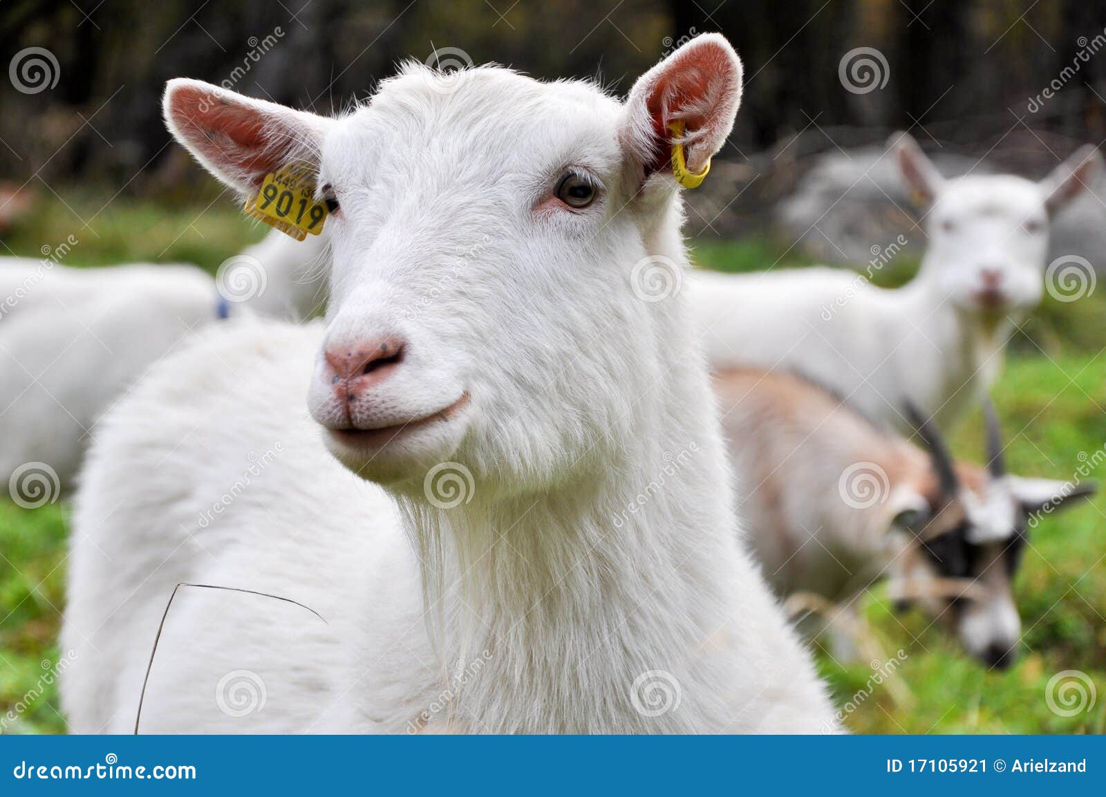 Goat stock image. Image of norway, goat, farm, brixdal - 17105921