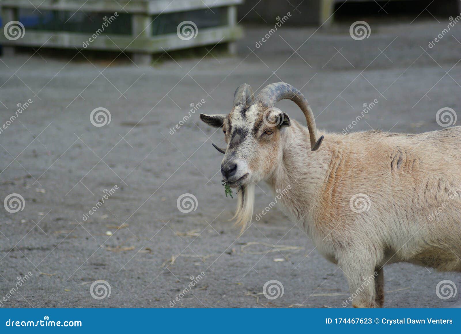 Billy Goat stock image. Image of nanny, herd, buck, wild - 174467623