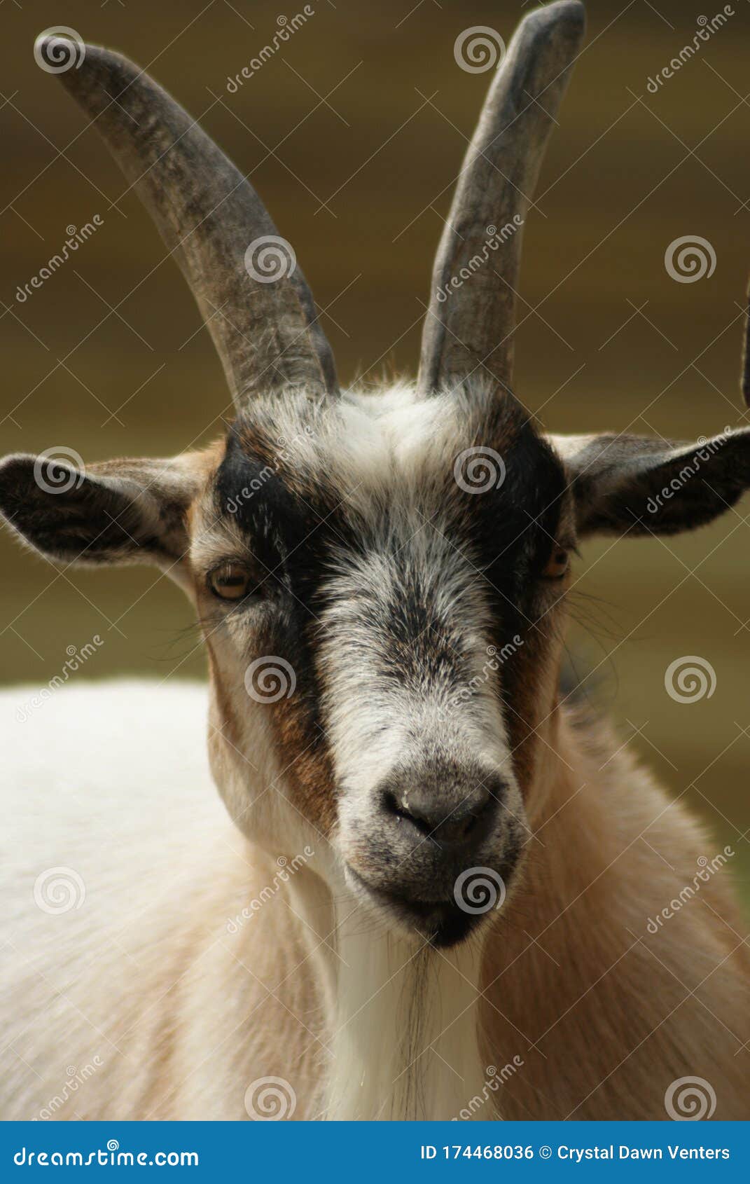 Billy Goat stock photo. Image of virginia, buck, goat - 174468036
