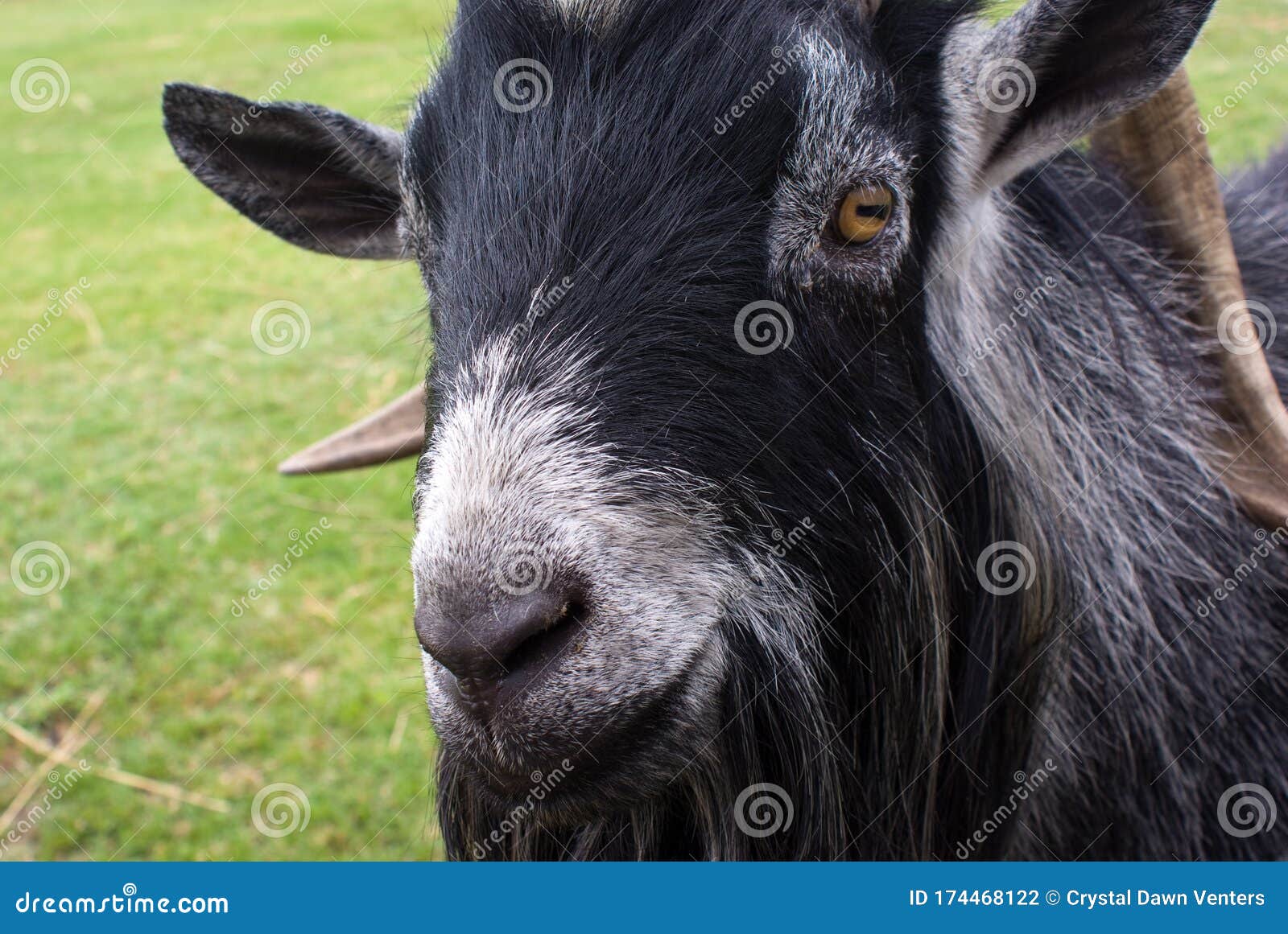 Billy Goat stock photo. Image of billie, buck, sheep - 174468122