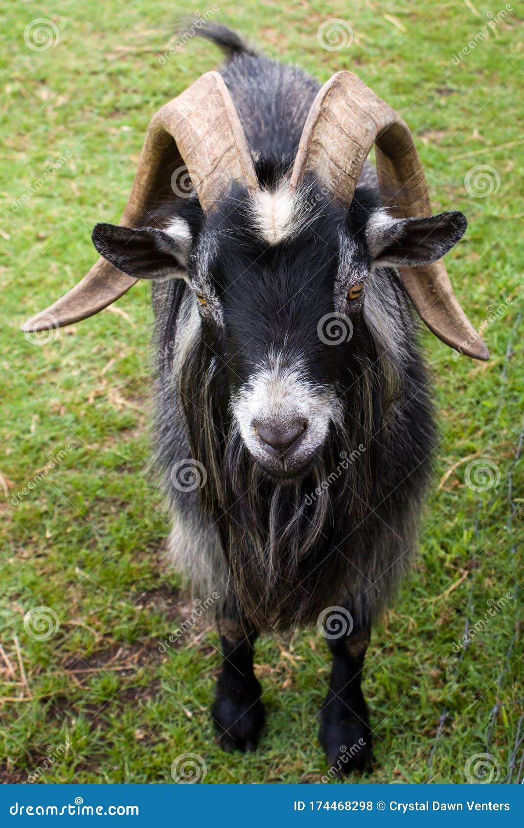 Billy Goat stock photo. Image of billie, goat, sheep - 174468298