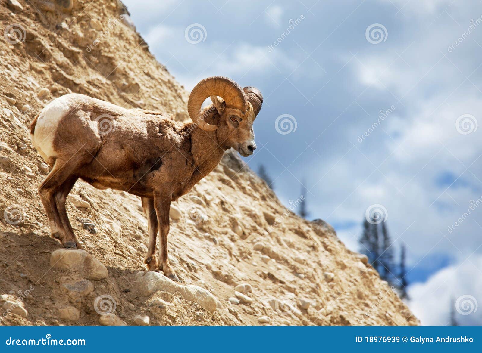 Goat stock image. Image of portrait, taurus, crowd, wild - 18976939