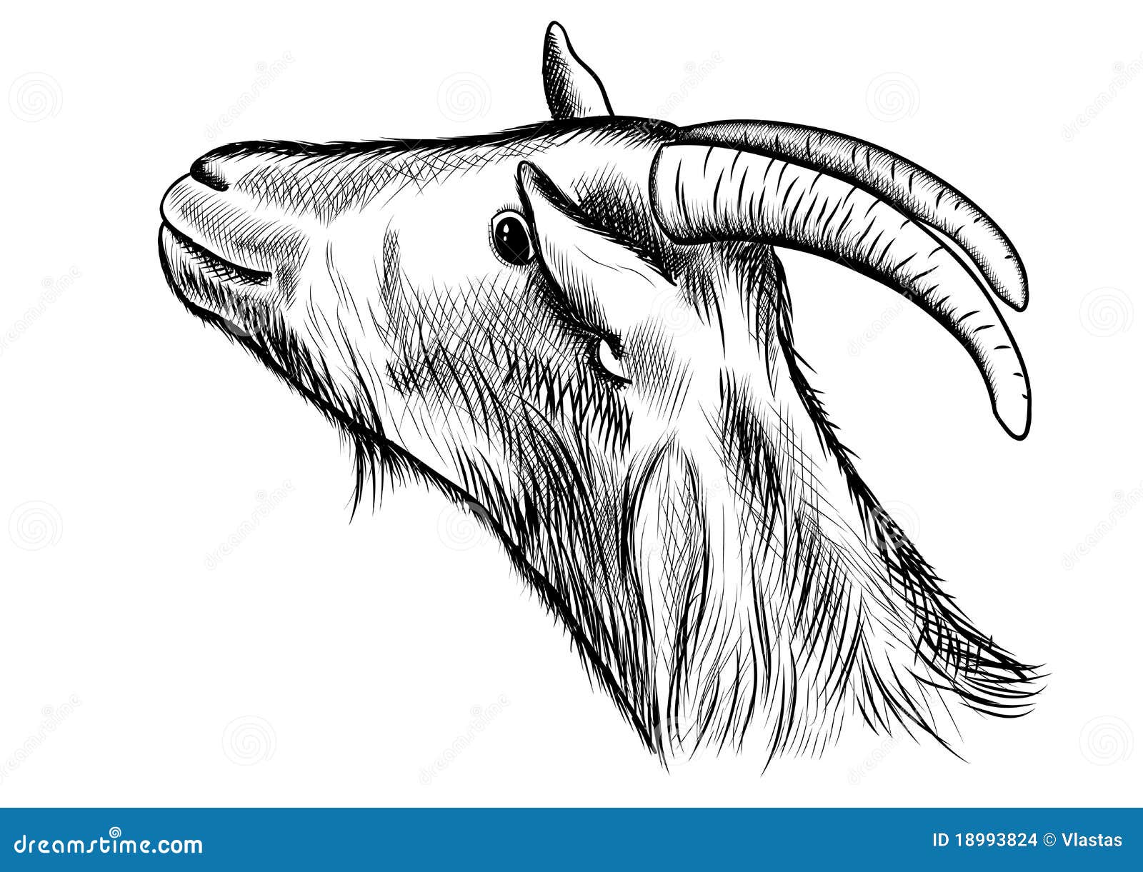 Goat stock vector. Illustration of goatling, illustrated - 18993824