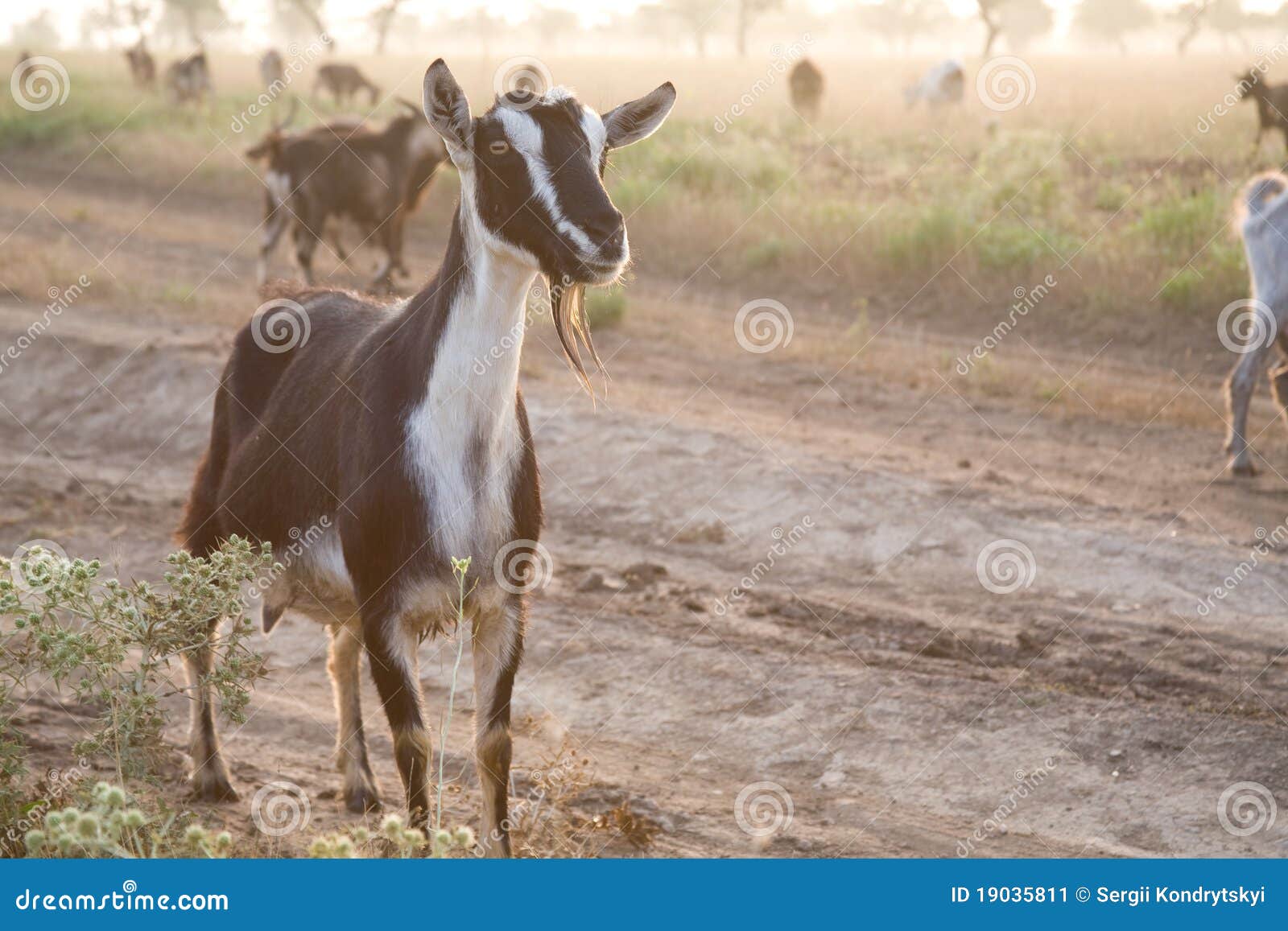 Goat stock image. Image of color, goat, agriculture, mountains - 19035811