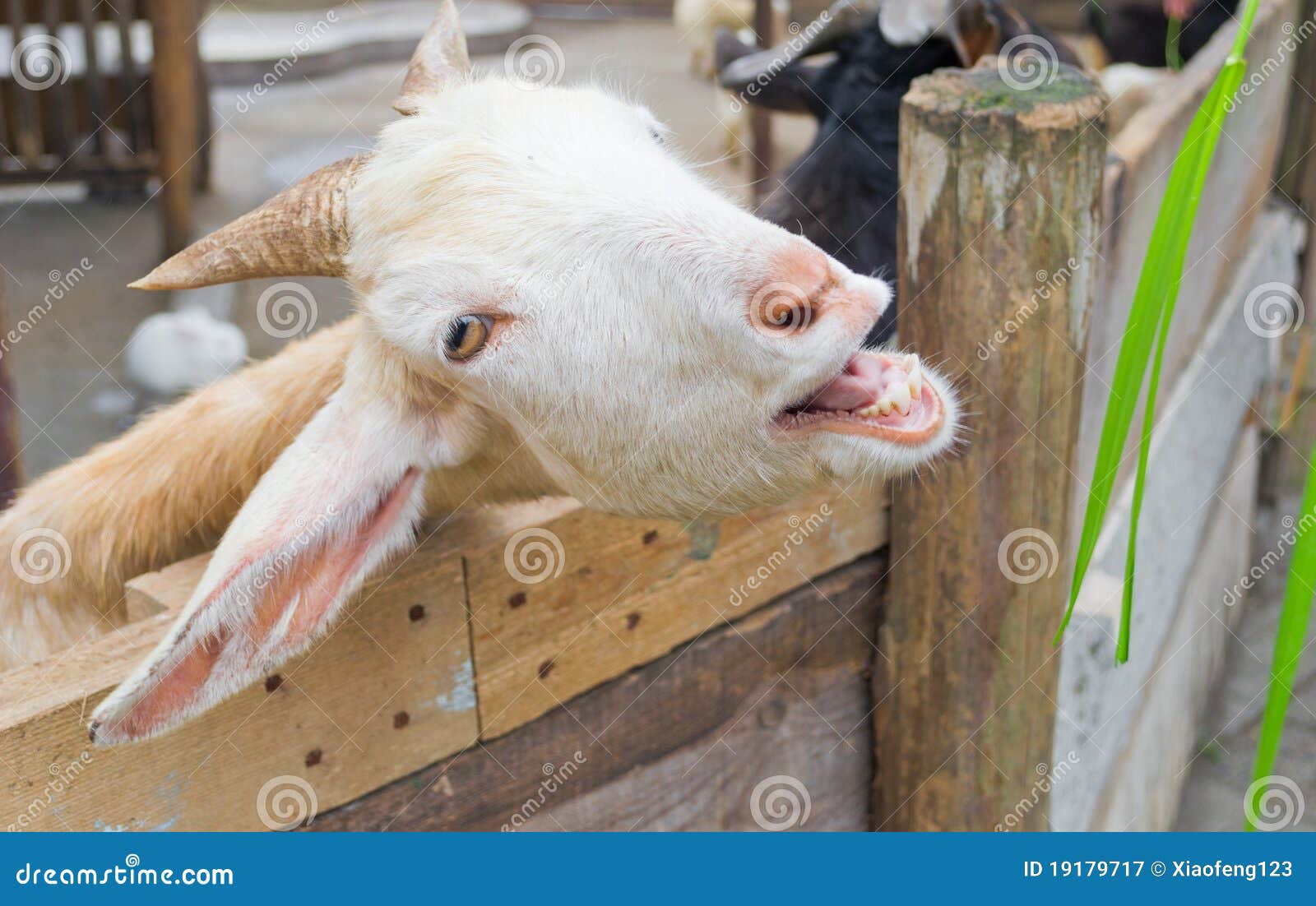 Goat stock image. Image of feeding, details, horn, feed - 19179717