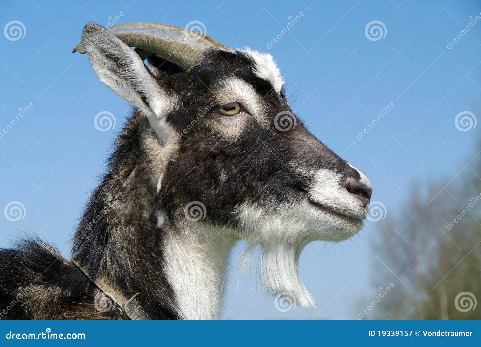 840 Goat Poland Photos - Free & Royalty-Free Stock Photos from Dreamstime