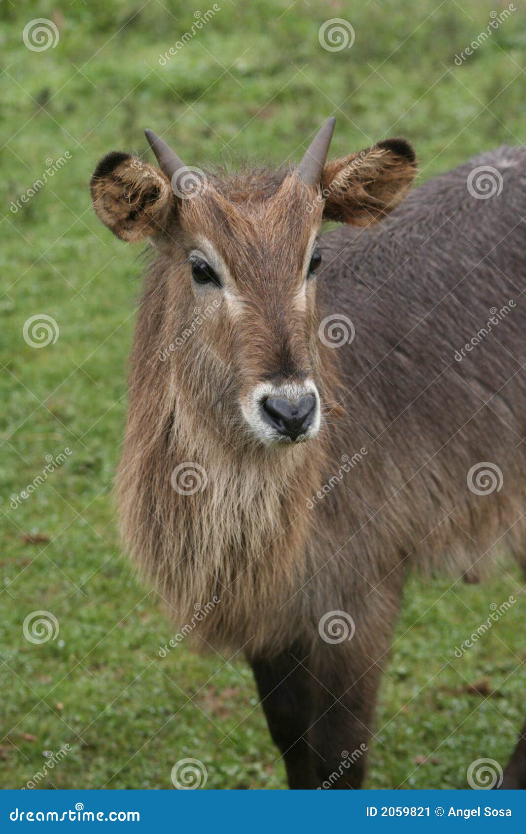 Goat Picture. Image: 2059821