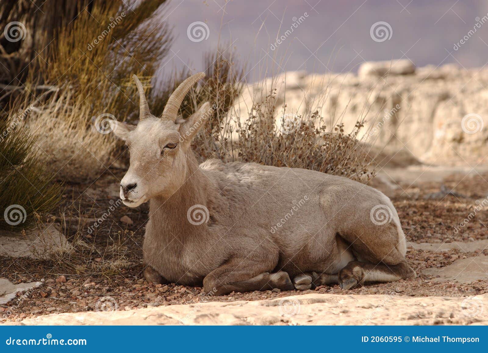 Goat stock image. Image of grand, mammal, arizona, canyon - 2060595