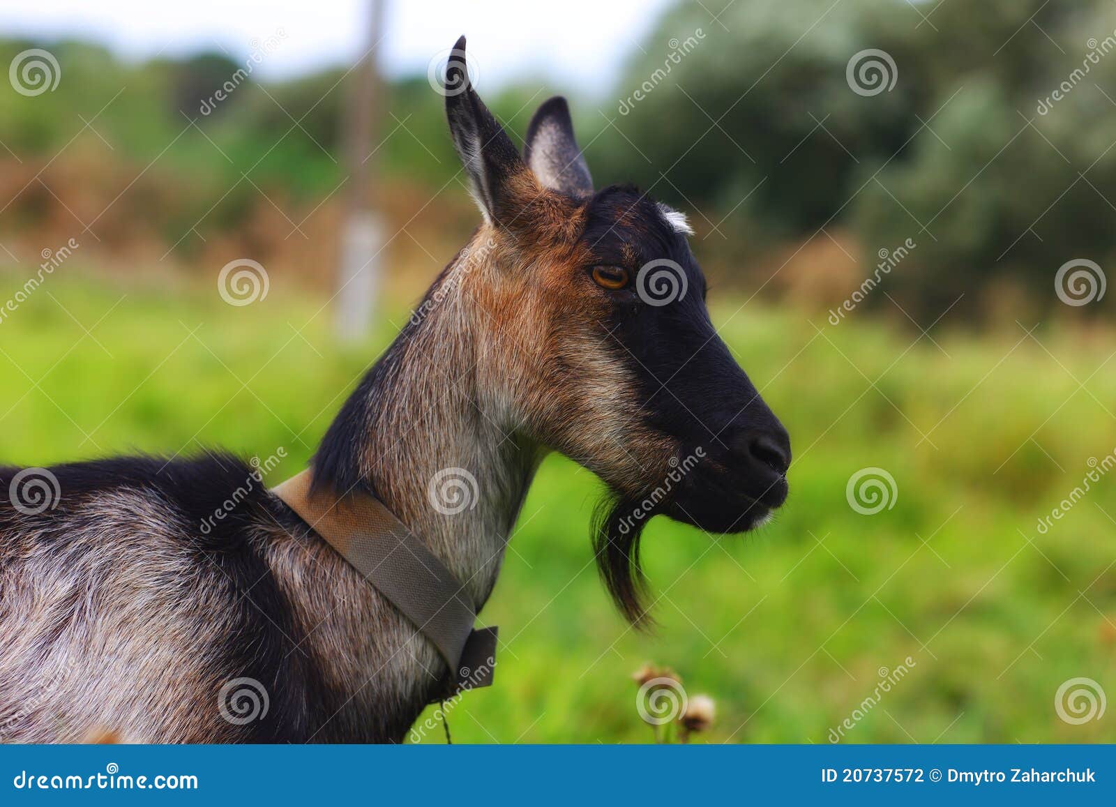 Goat stock photo. Image of animal, spine, wildlife, standing - 20737572
