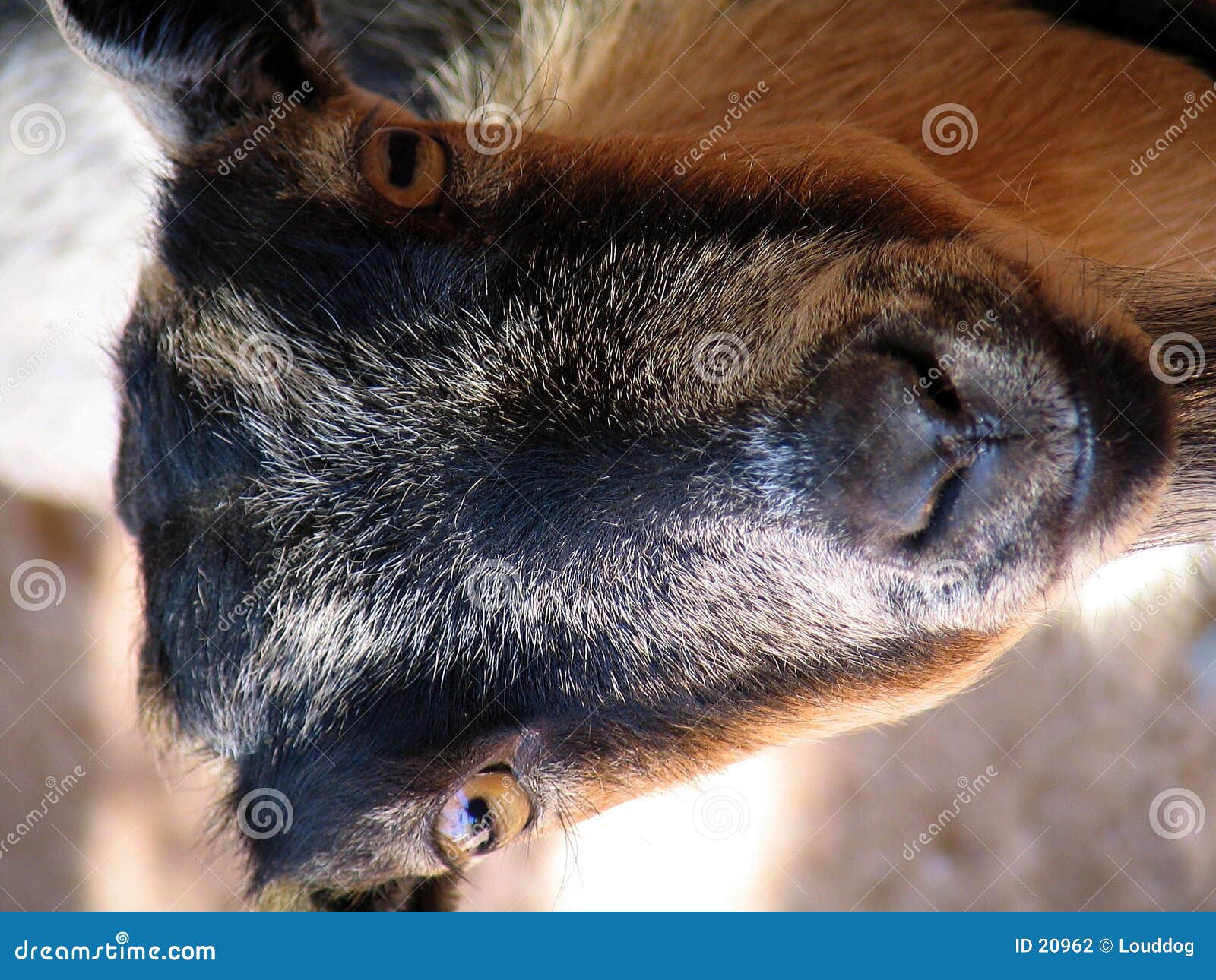 Goat stock photo. Image of nose, goat, hello, head, hair - 20962